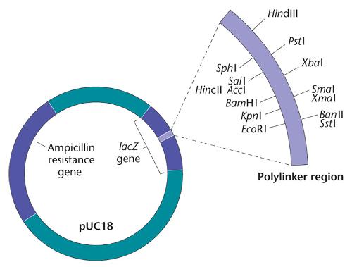pUC18/19质粒的缺点是什么？