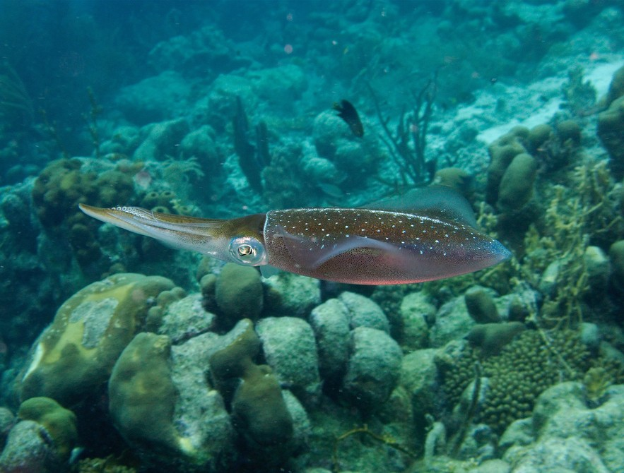 乌贼 - 搜狗百科