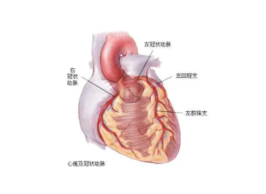 冠状动脉 身体部位 搜狗百科