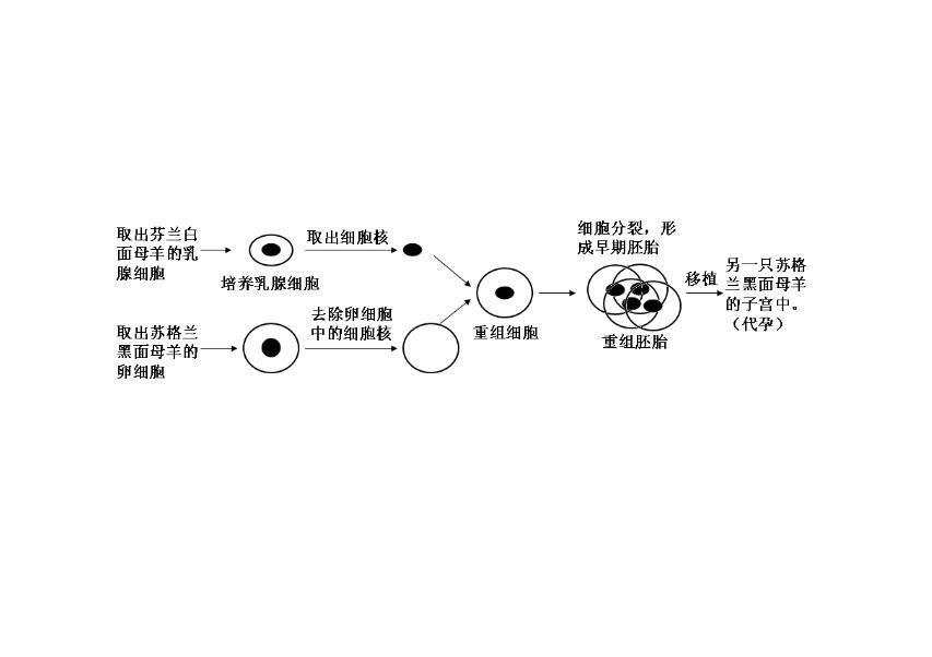 细胞核移植 搜狗百科