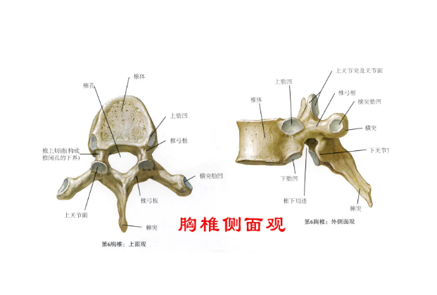 胸椎 人体结构 搜狗百科