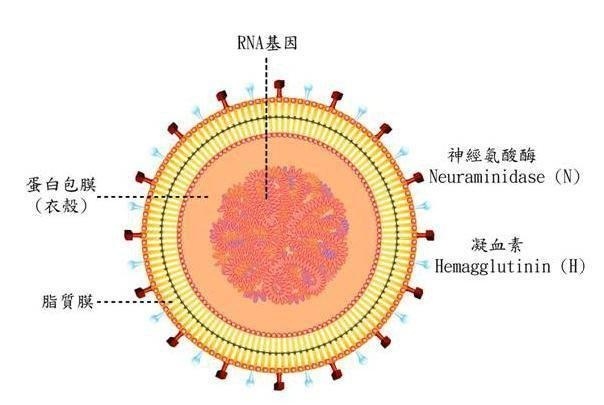 甲型H3N2流感 呼吸系统疾病 搜狗百科