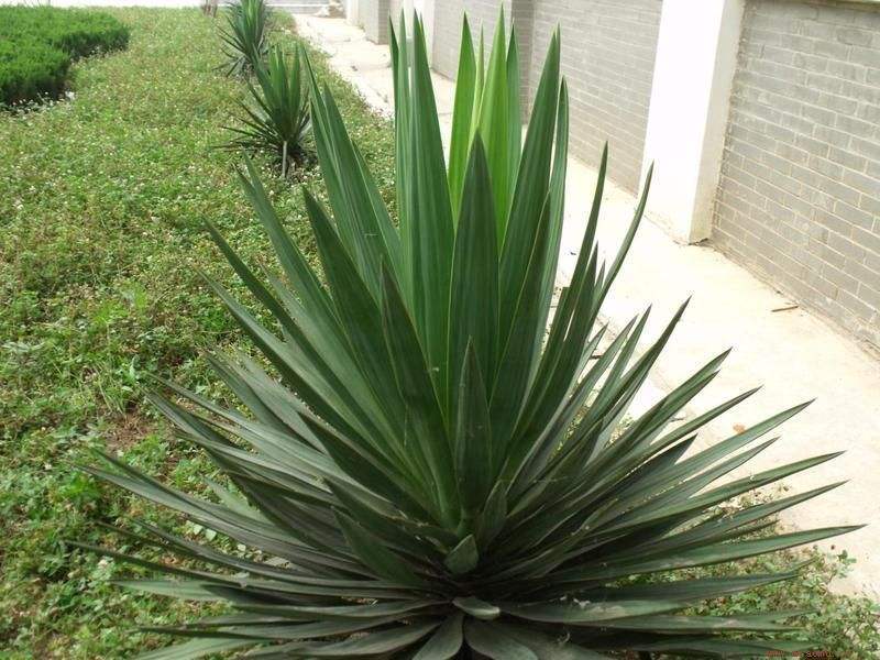 丝兰 龙舌兰科丝兰属植物 搜狗百科