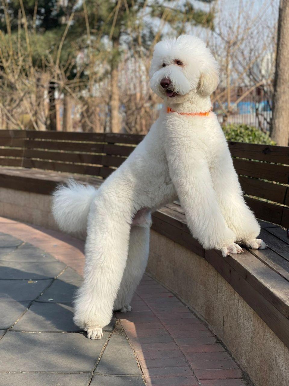 巨型贵宾犬 食肉目犬科动物 搜狗百科
