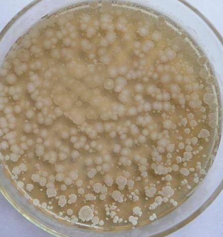 枯草芽孢杆菌 芽孢杆菌属生物 搜狗百科