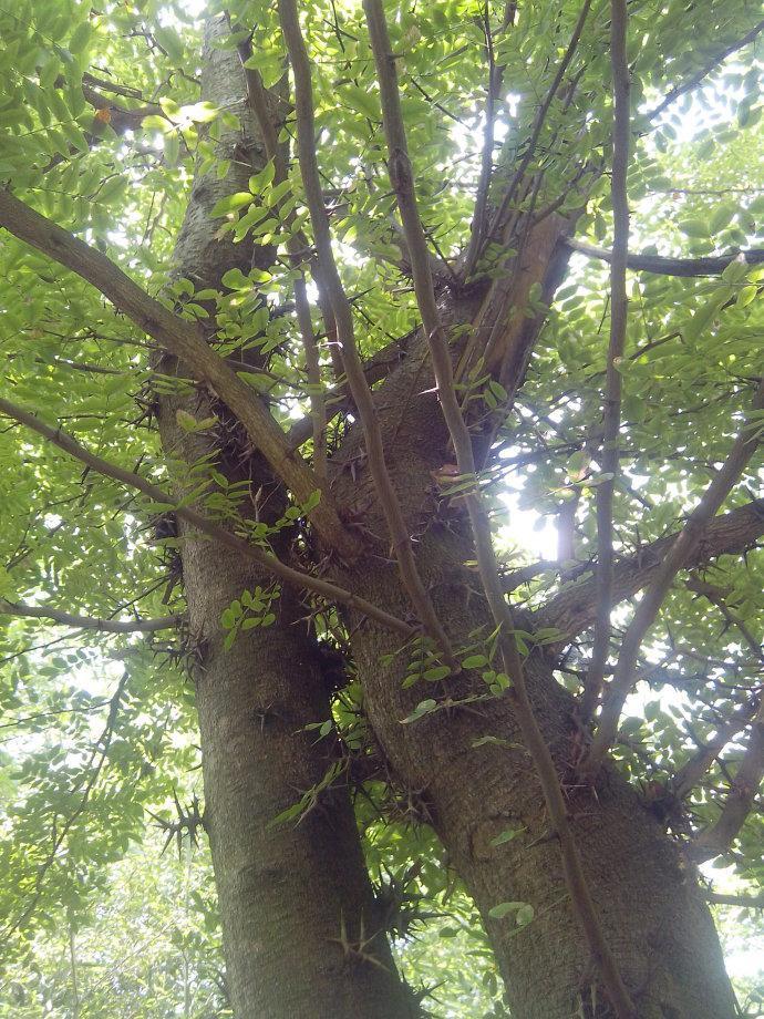 降龙木 清风藤科泡花树属植物 搜狗百科