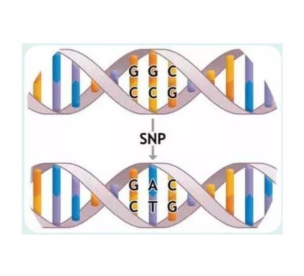 分子标记 搜狗百科