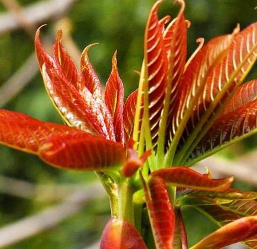 香椿芽 楝科香椿属植物 搜狗百科