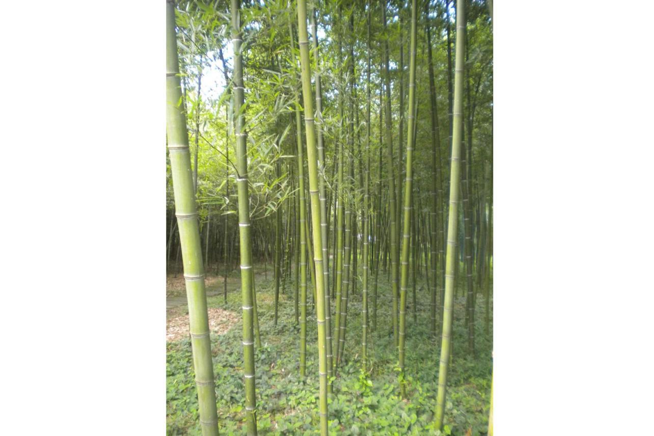 雷竹 植物 搜狗百科