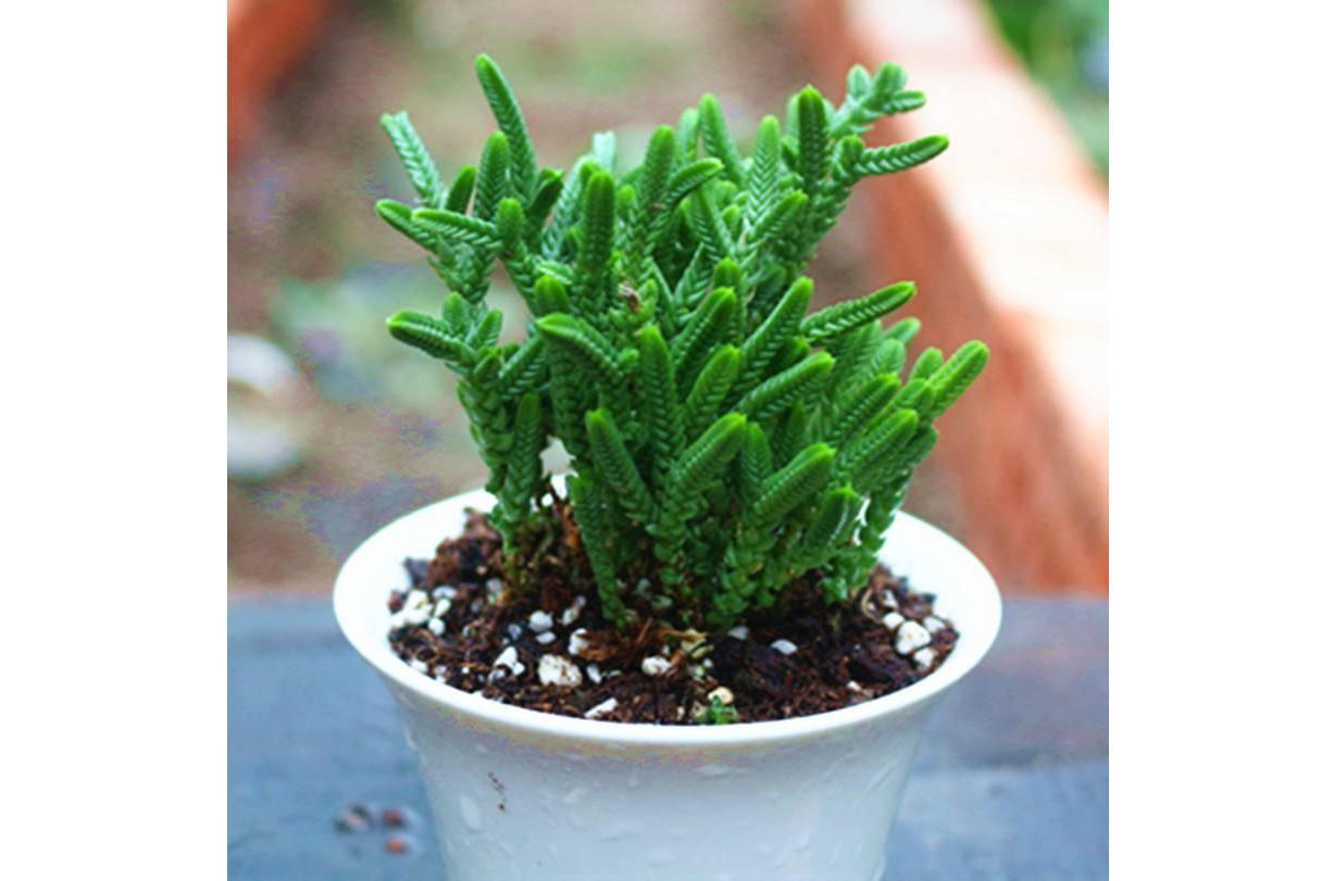 若绿 景天科青锁龙属植物 搜狗百科