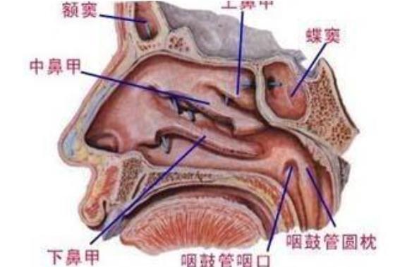 鼻毛脱落 慢性鼻前庭炎的症状之一 搜狗百科