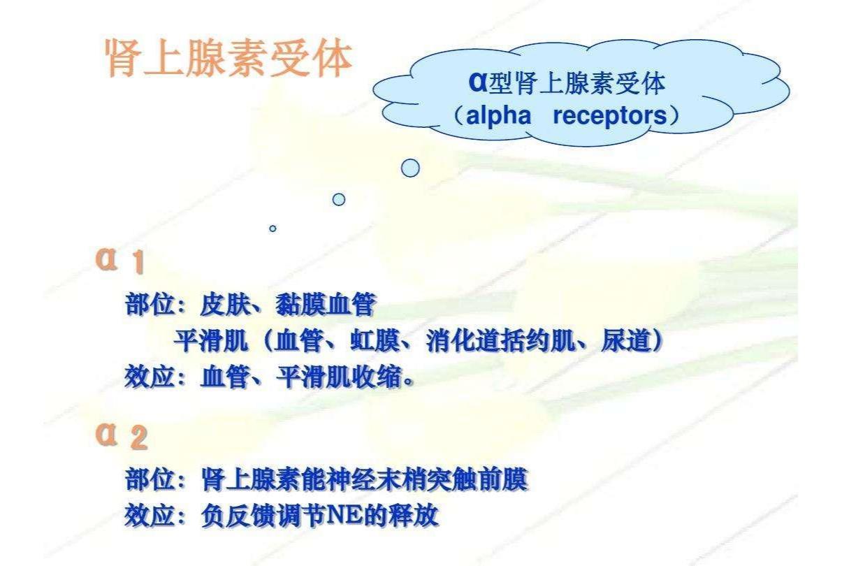 肾上腺素能受体 搜狗百科