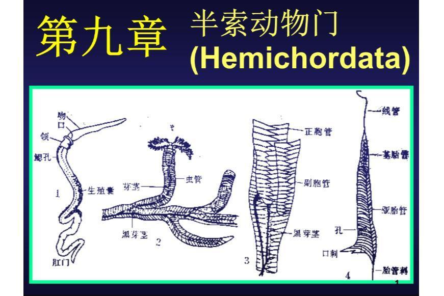 半索动物门 搜狗百科