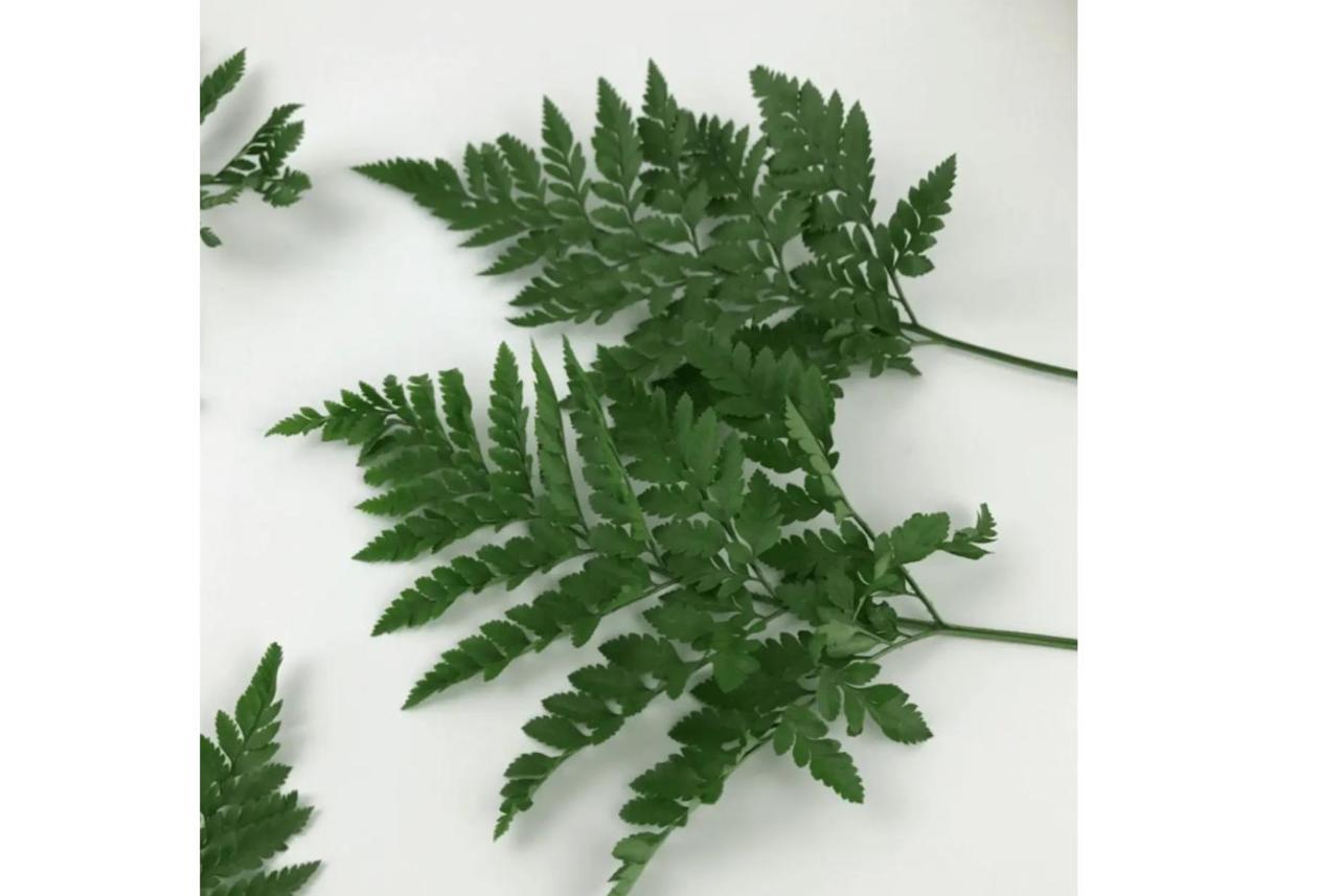 羊齿 蕨类植物 搜狗百科