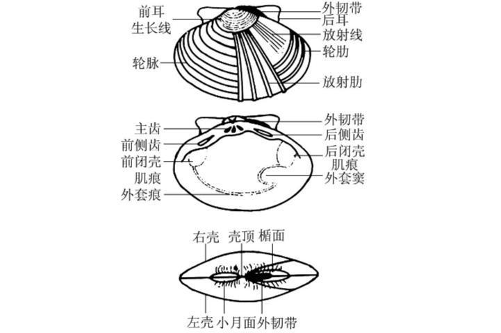 瓣鳃类 搜狗百科