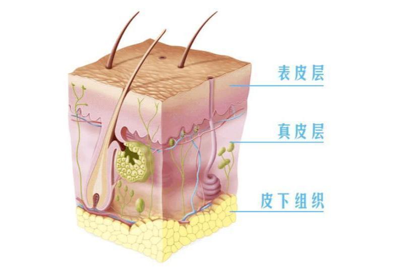 表皮 搜狗百科