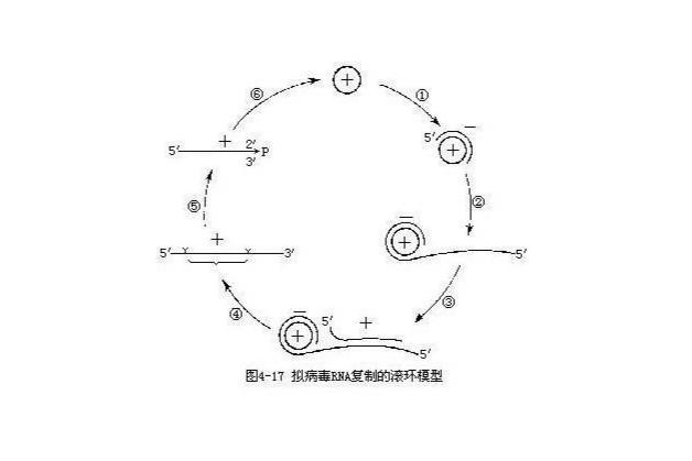 拟病毒 搜狗百科