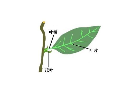 完全叶 搜狗百科
