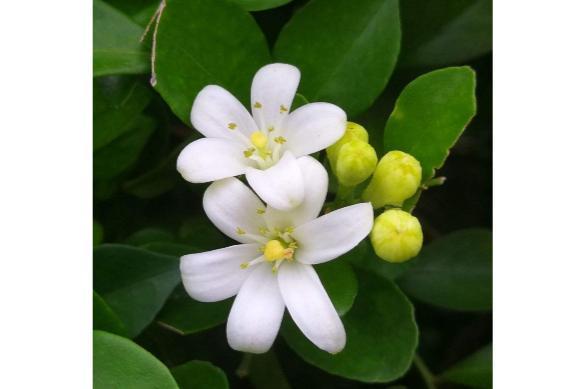 七里香 芸香科九里香属植物 搜狗百科