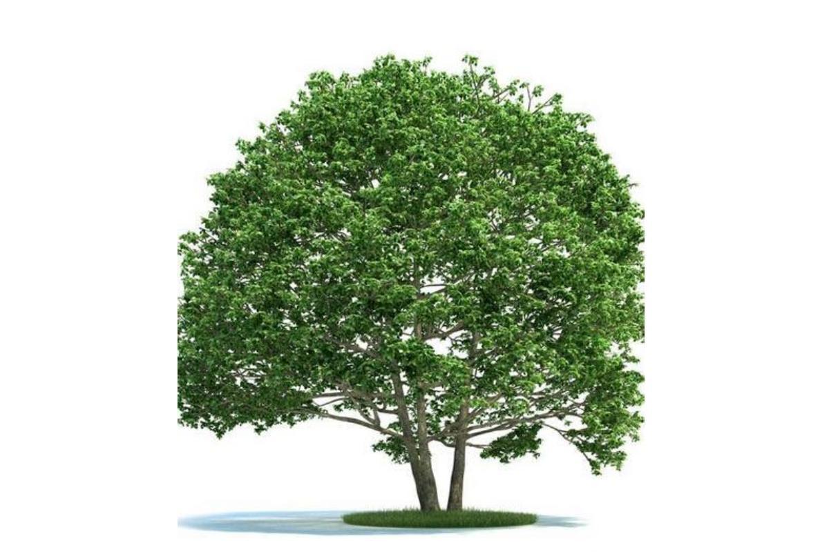 桤木 桦木科桤木属植物 搜狗百科