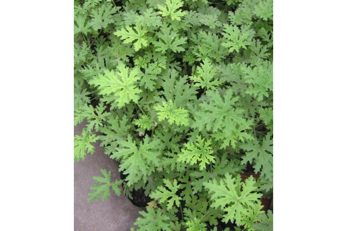 蚊子草 蔷薇科蚊子草属植物 搜狗百科