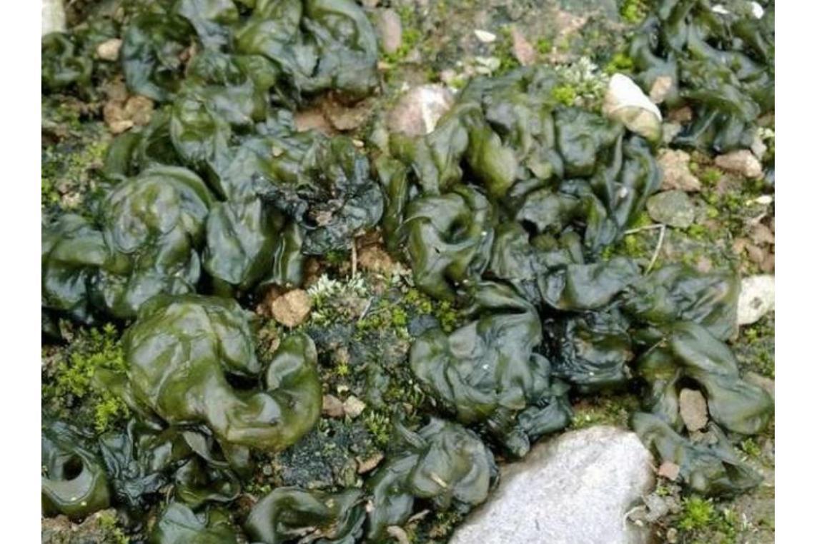 雷公菌 念珠藻科念珠藻属植物 搜狗百科