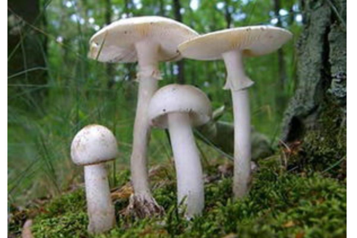 毒伞 伞菌科下的一个属 搜狗百科