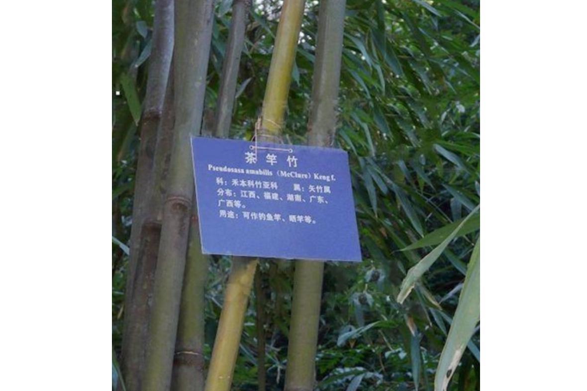 茶竿竹 禾本科矢竹属植物 搜狗百科