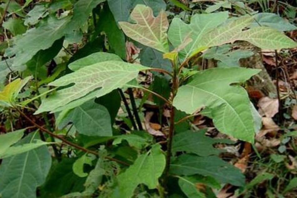 檫木 樟科檫木属植物 搜狗百科