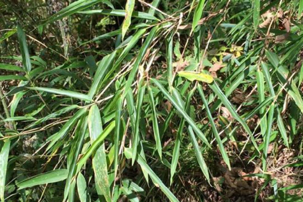 冷箭竹 禾本科巴山木竹属植物 搜狗百科
