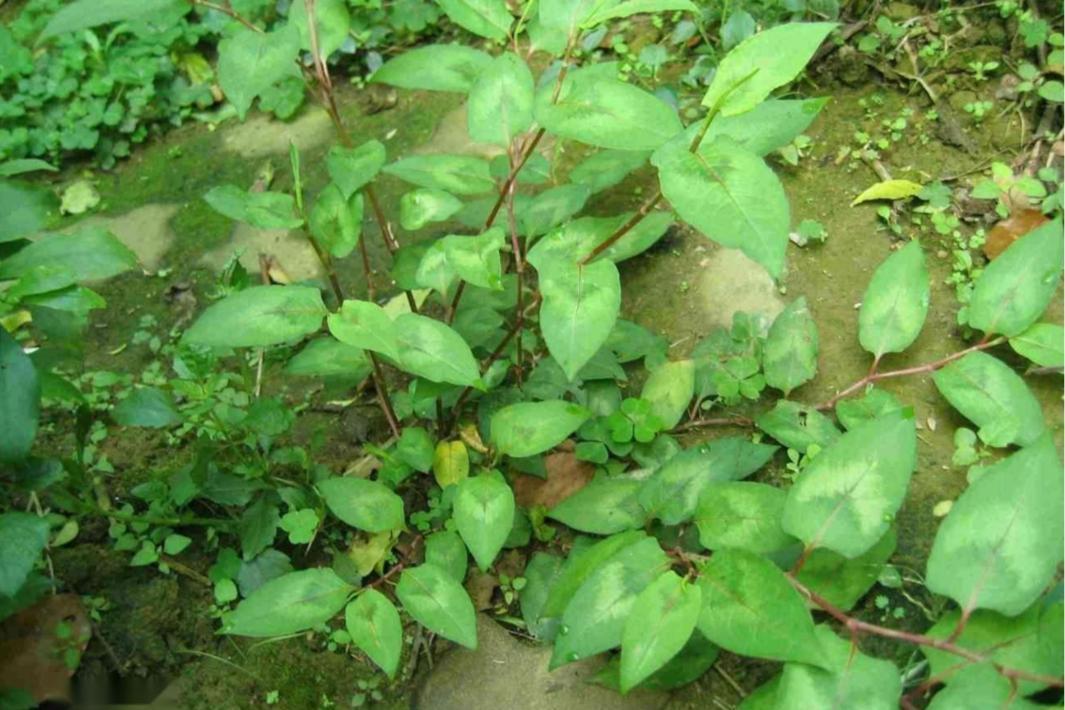 火炭母草 植物 搜狗百科