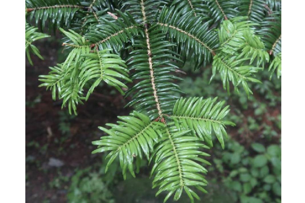 日本冷杉 松科冷杉属植物 搜狗百科