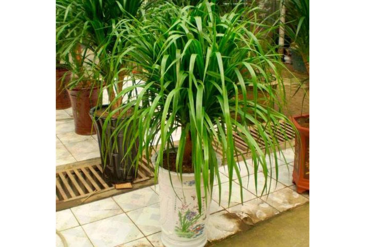 剑叶龙血树 百合科龙血树属植物 搜狗百科
