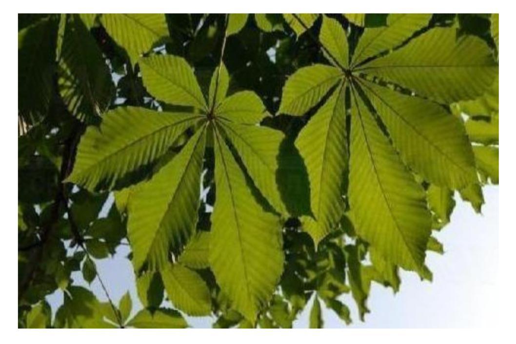 云南七叶树 七叶树科七叶树属植物 搜狗百科