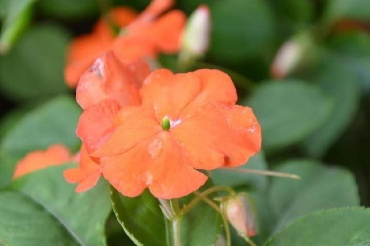 非洲凤仙花 凤仙花科凤仙花属植物 搜狗百科