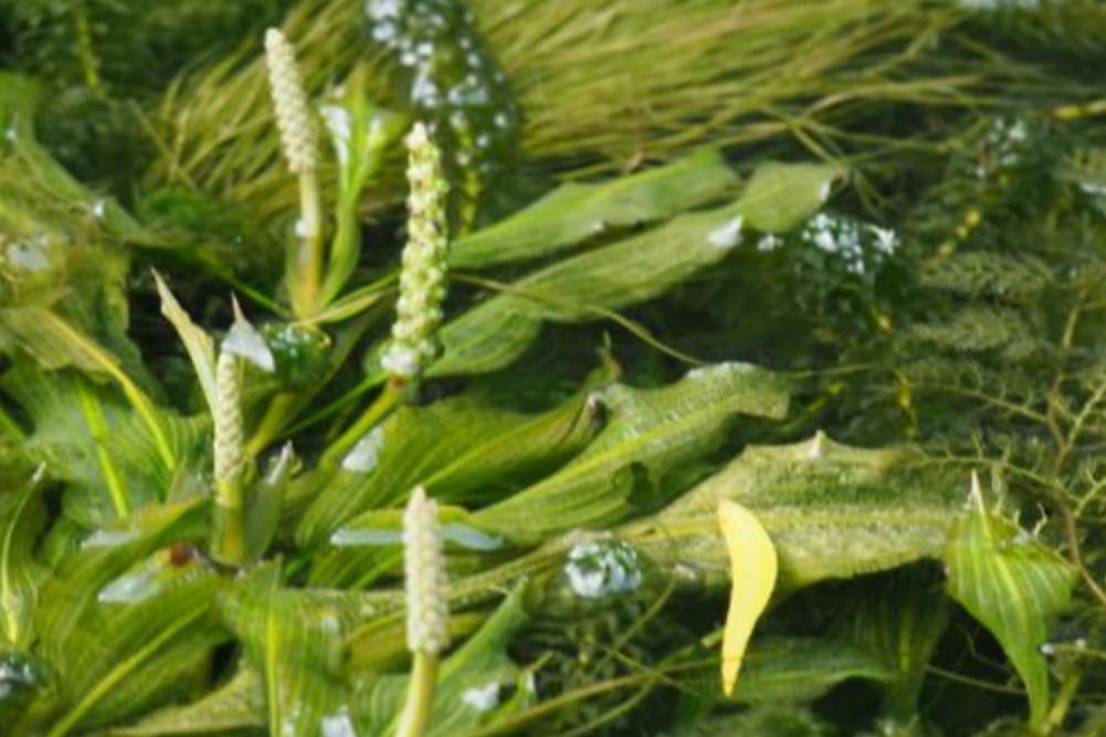 马来眼子菜 眼子菜科眼子菜属植物 搜狗百科
