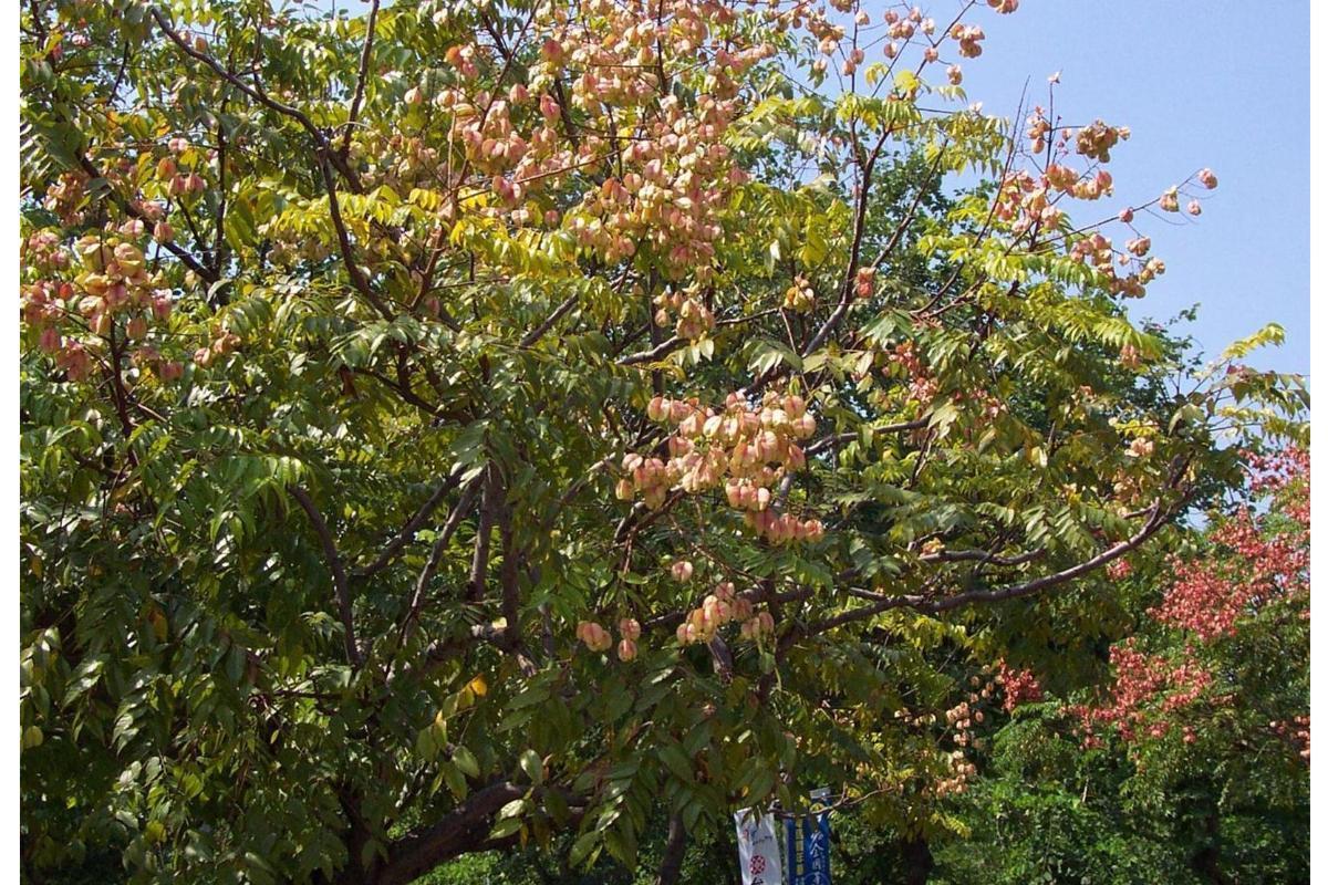 台湾栾树 无患子科栾树属植物 搜狗百科