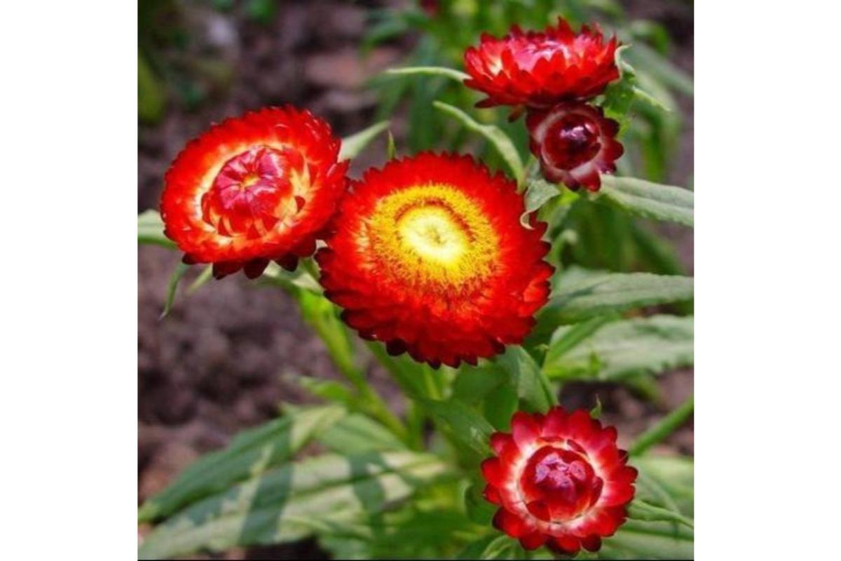 麦秆菊 菊科麦秆菊属植物 搜狗百科
