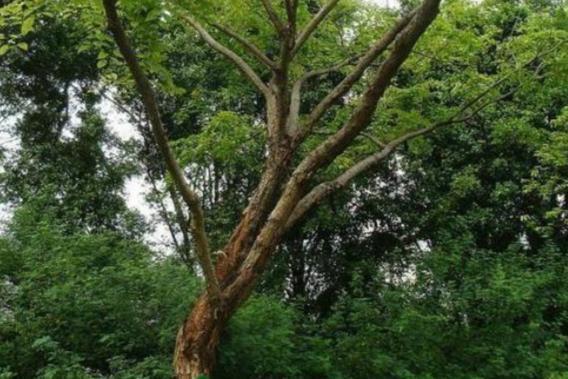 紫檀属 搜狗百科