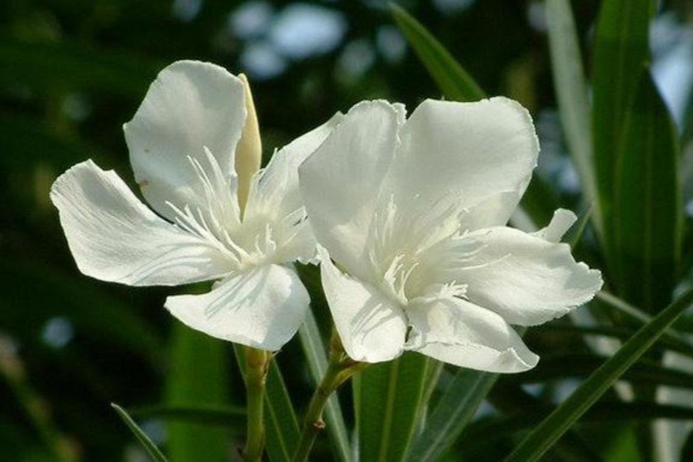 白花夹竹桃 夹竹桃科夹竹桃属植物 搜狗百科