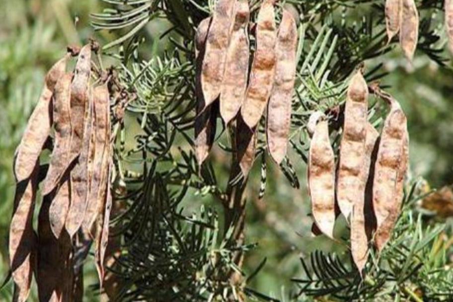 麻豆 豆科麻豆属植物 搜狗百科