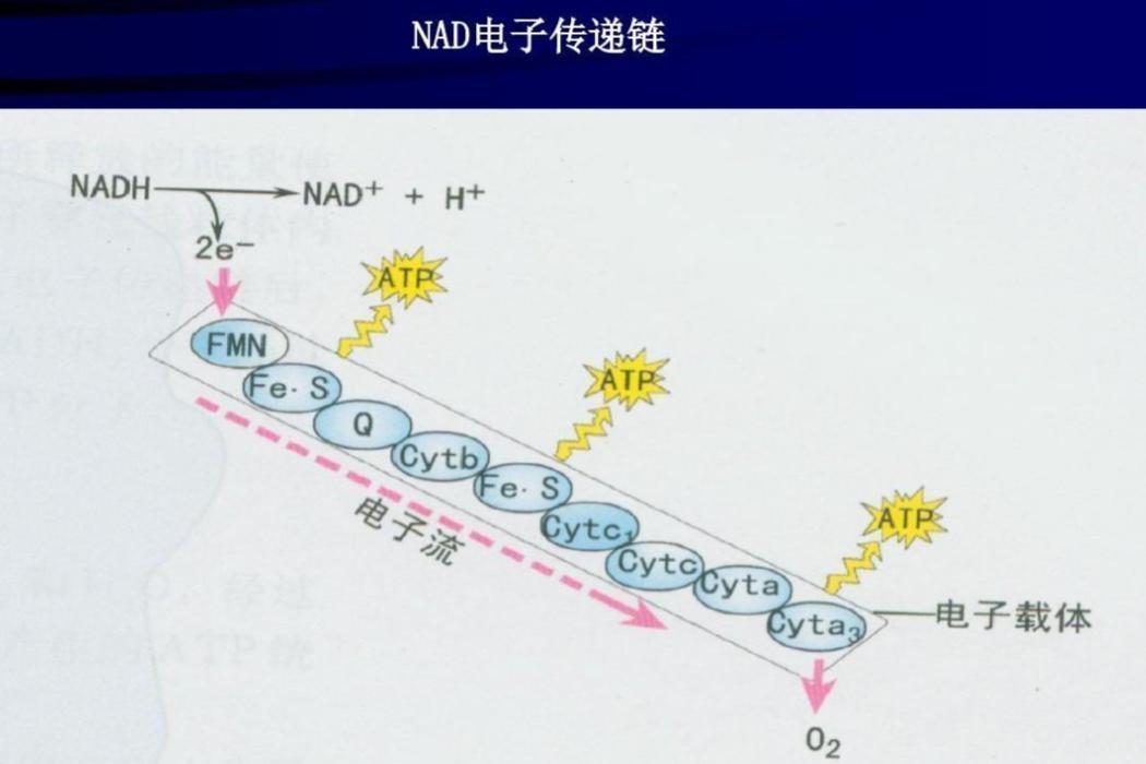 电子传递链 电子载体按对电子亲和力的电子传递系统 搜狗百科