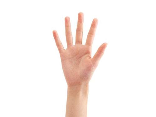 手掌（器官） - 搜狗百科