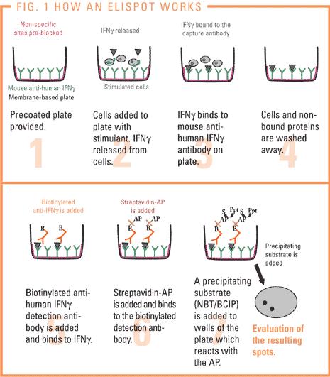 ELISPOT - 搜狗百科