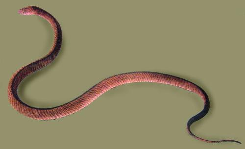 棕脊蛇 - 搜狗百科