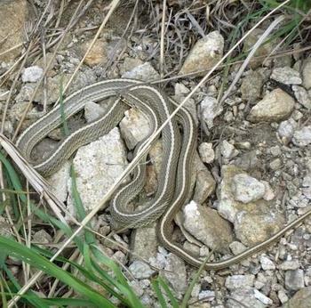 黄脊游蛇 - 搜狗百科