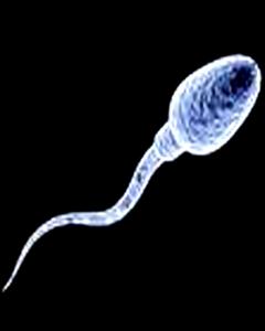 精子细胞 - 搜狗百科