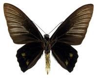 辉黑裳凤蝶 - 搜狗百科
