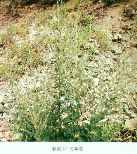 万年蒿 - 搜狗百科