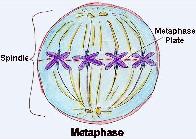核内有丝分裂 - 搜狗百科